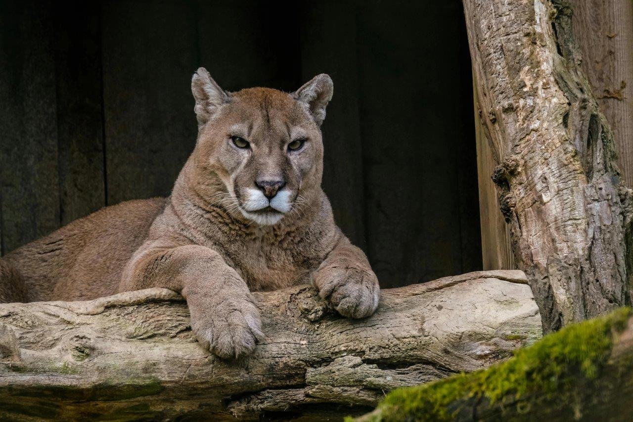 15 Fun Facts About Cougars