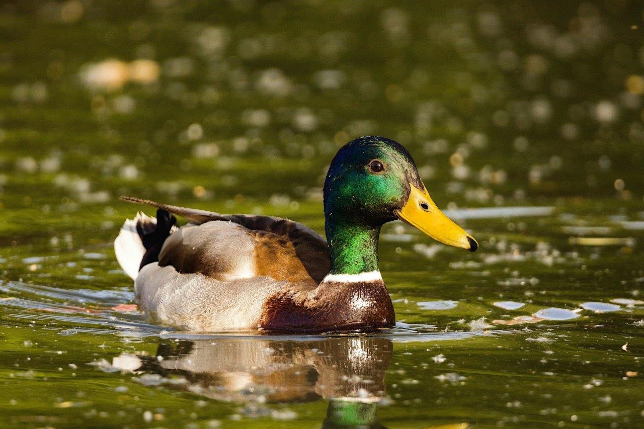 15 Fun Facts About Ducks