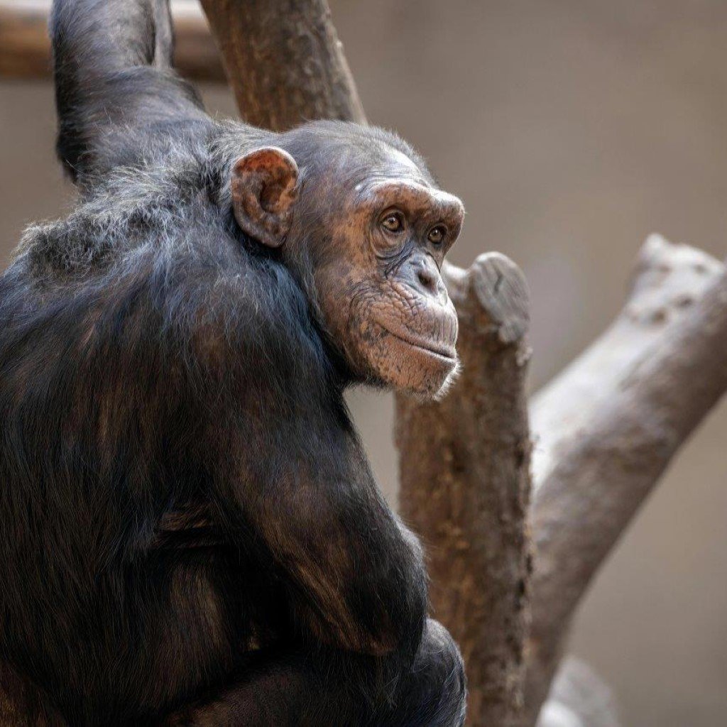 15 Fun Facts About Chimpanzees