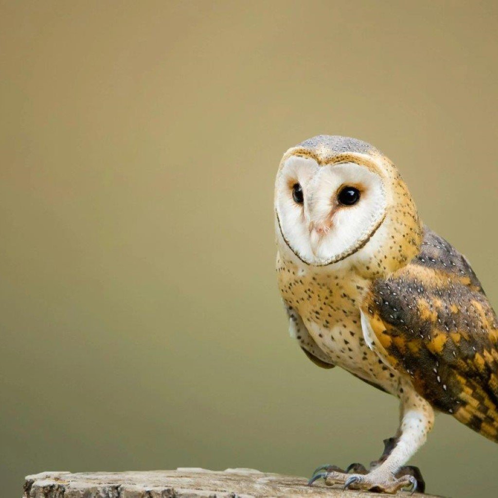 15 Fun Facts About Owls