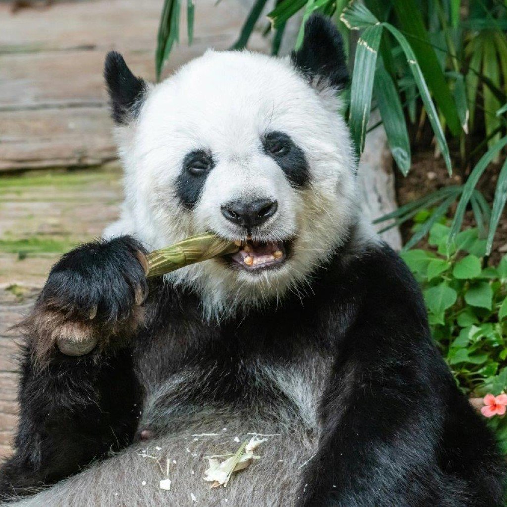 15 Fun Facts About Pandas