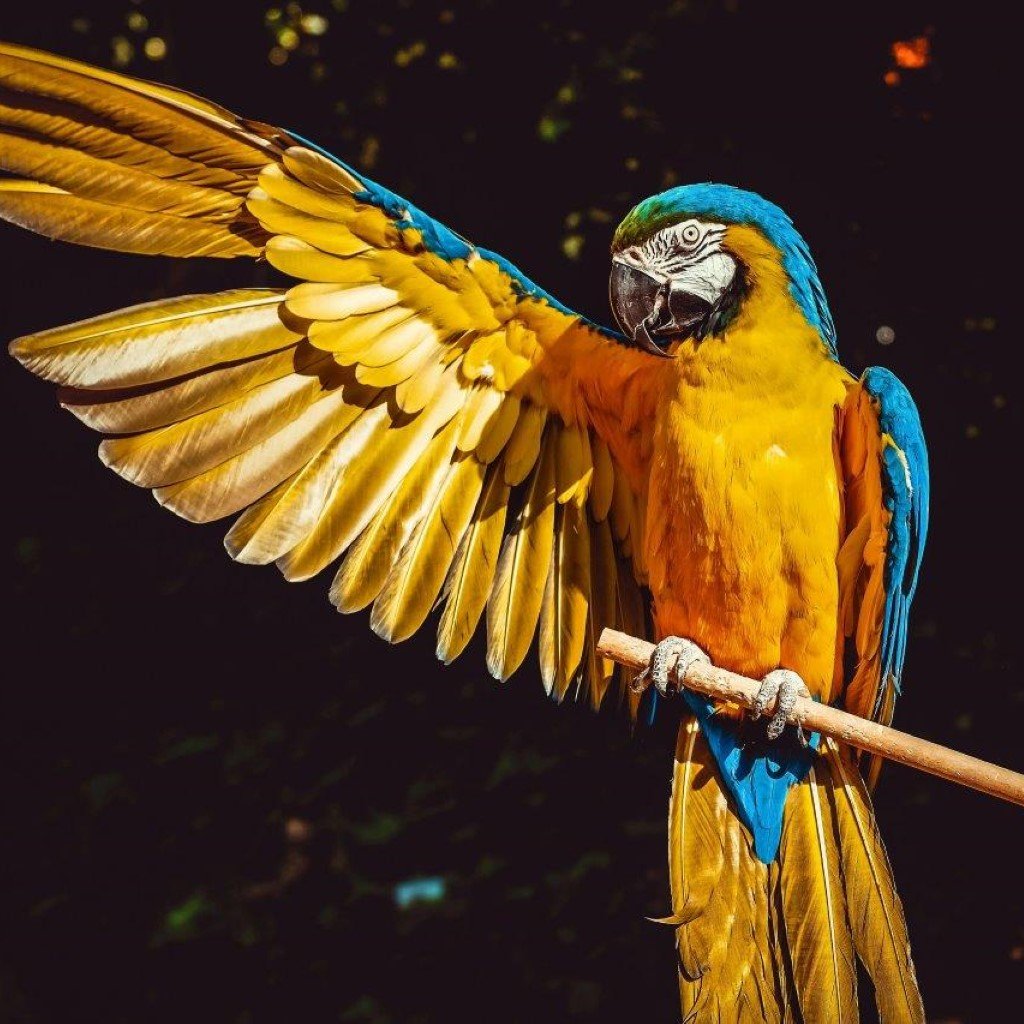 15 Fun Facts About Parrots