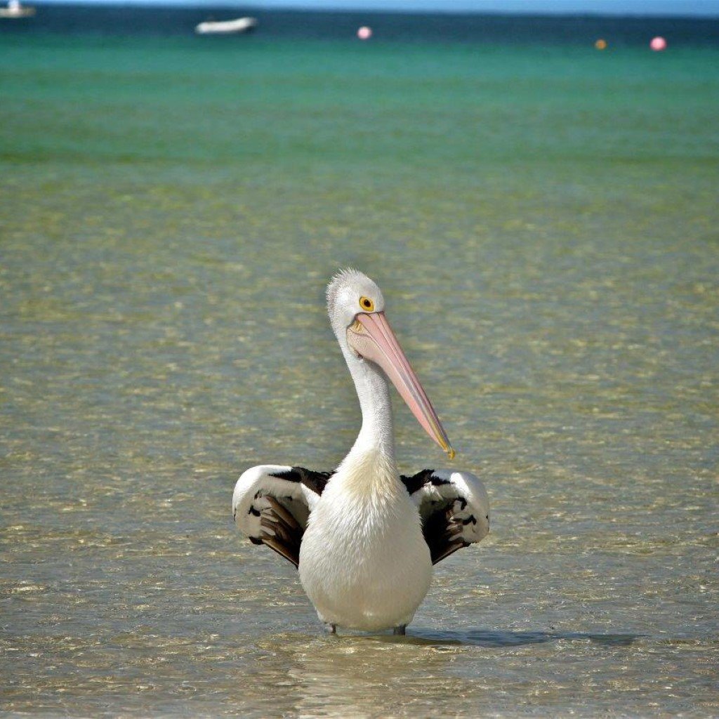 15 Fun Facts About Pelicans