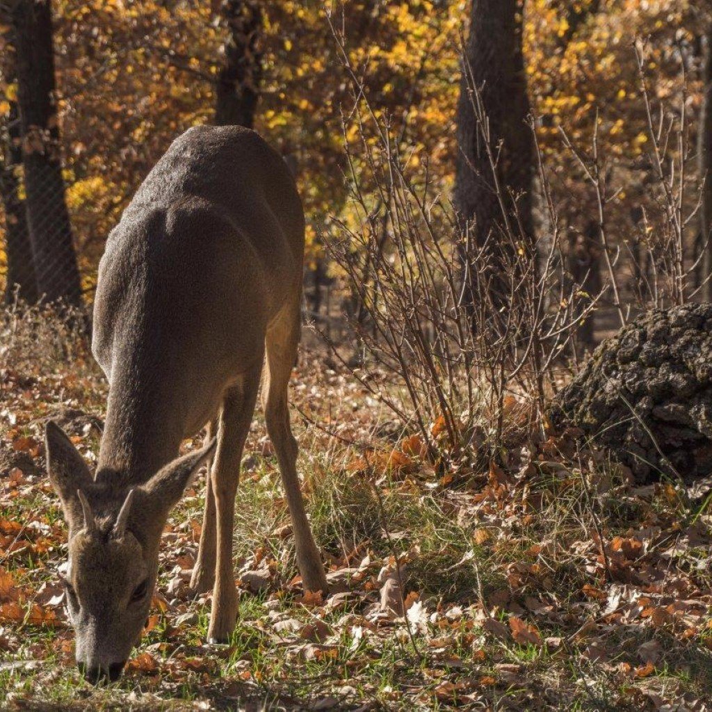 15 Fun Facts About Roe deer