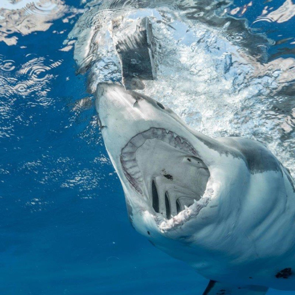 15 Fun Facts About Sharks