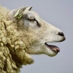 15 Fun Facts About Sheep