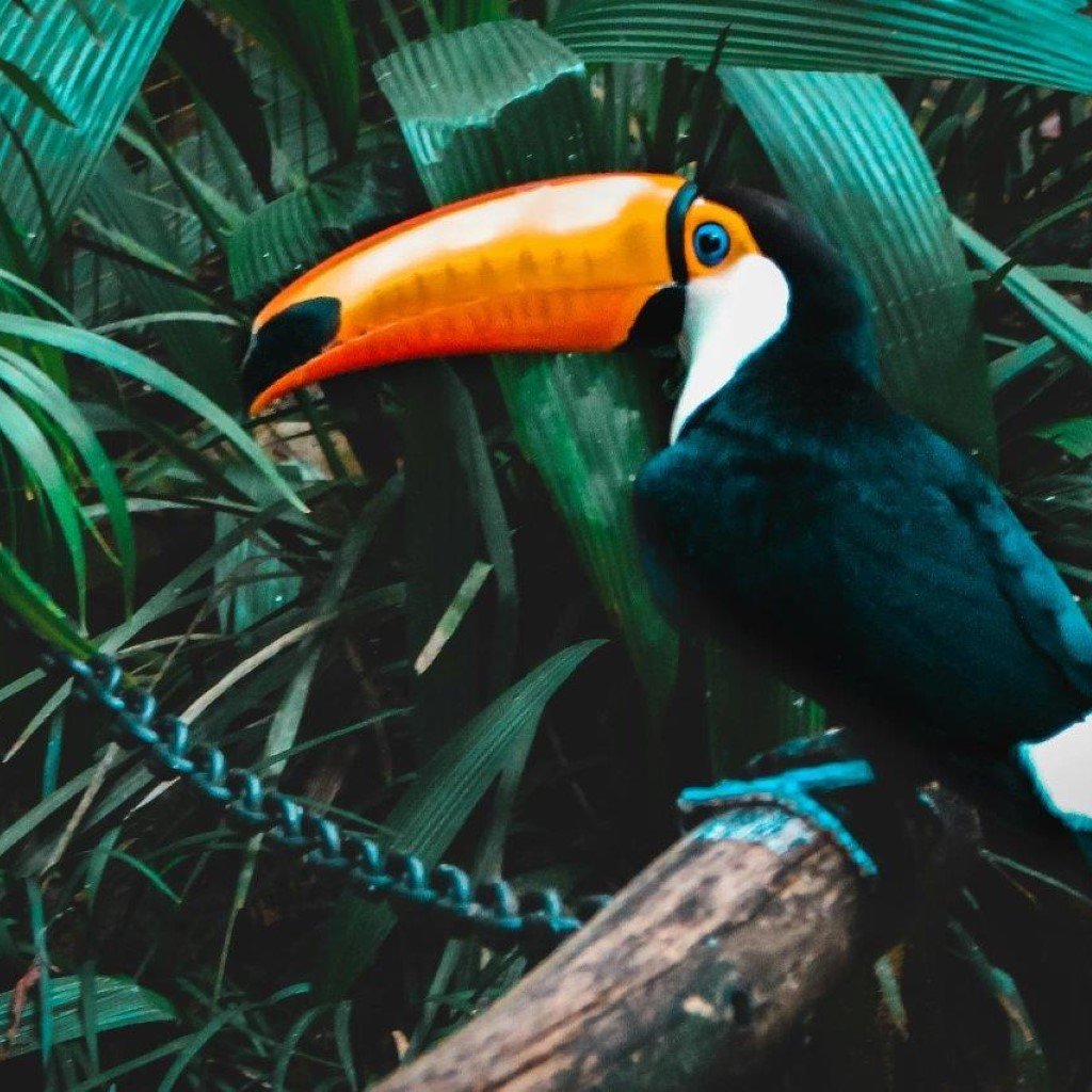 15 Fun Facts About Toucans