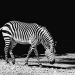 15 Fun Facts About zebras